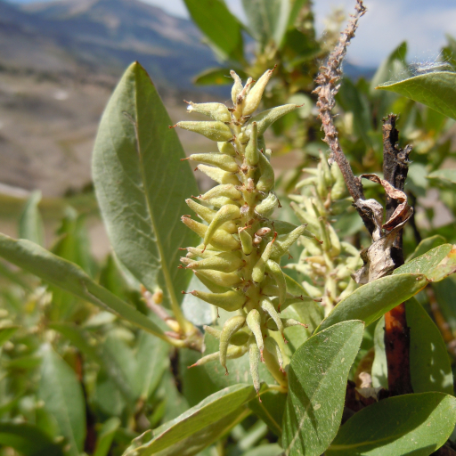 Mountain Willow (Salix Eastwoodiae) Plant Care & How to Grow, Water