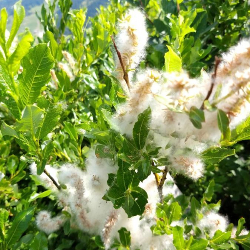 Plum-Leaved Willow (Salix Foetida) Care Guide: Water, Soil ...