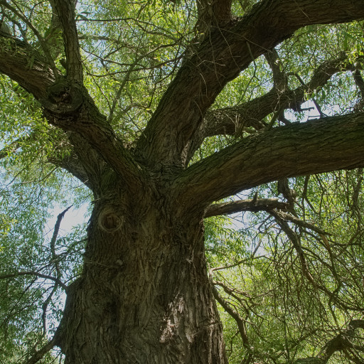 Brittle Willow (Salix Fragilis) Plant Care & How to Grow, Water