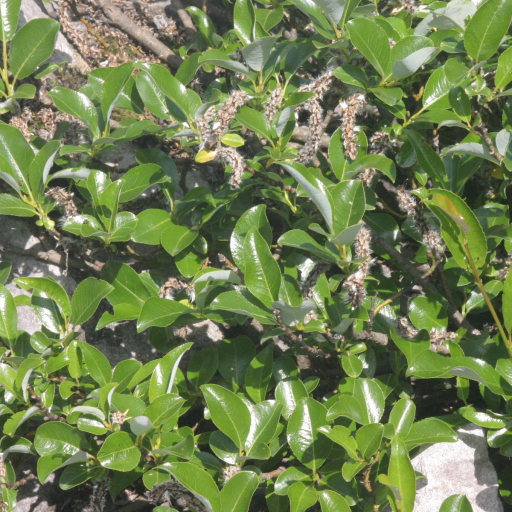 Alpine Willow (Salix Glabra) Care Guide: Water, Soil & Propagation ...