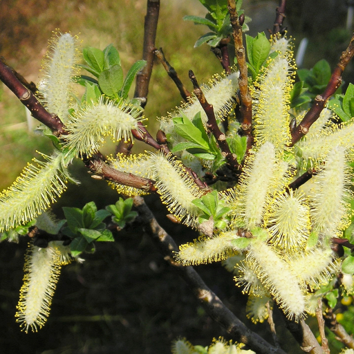 Apple-leaved Willow (Salix Hastata) Plant Care & How to Grow, Water