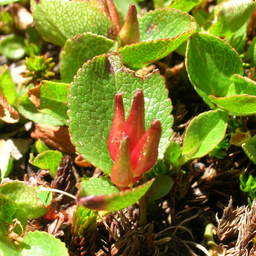 Dwarf Willow (Salix Herbacea) Plant Care & How to Grow, Water