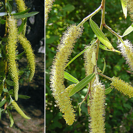 Humboldt's Willow (Salix Humboldtiana) Plant Care & How to Grow, Water