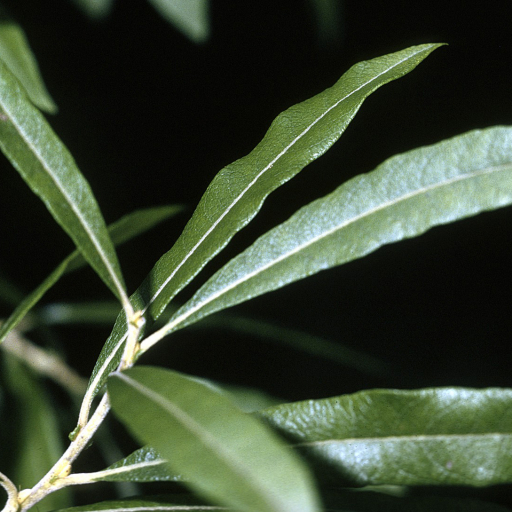 Prairie Willow (Salix Humilis) Plant Care & How to Grow, Water