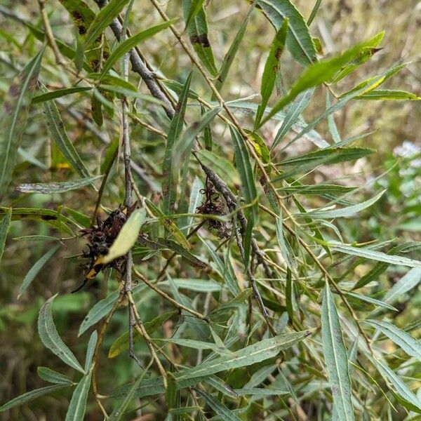 Sandbar Willow (Salix Interior) Plant Care & How to Grow, Water
