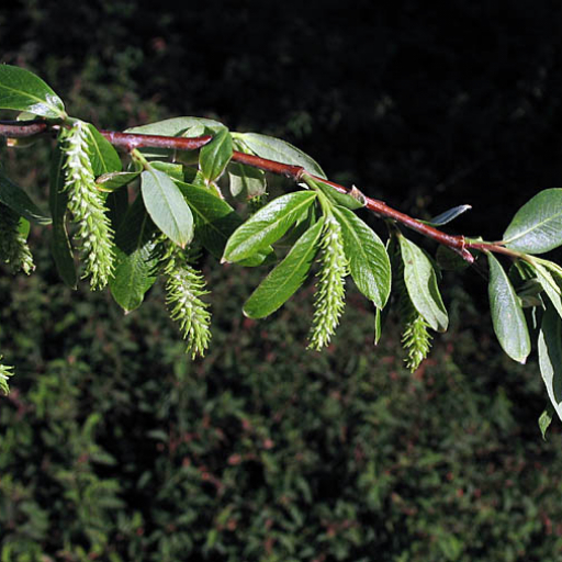 Polished Willow (Salix Laevigata) Plant Care & How to Grow, Water