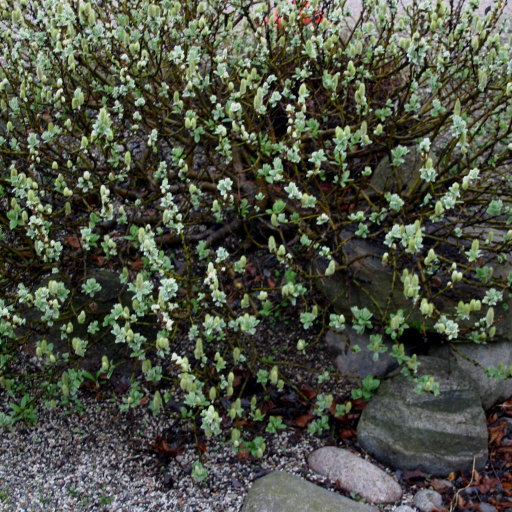 Woolly Willow (Salix Lanata) Plant Care & How to Grow, Water