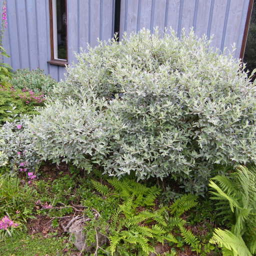 Downy Willow (Salix Lapponum) Care Guide: Water, Soil & Propagation ...