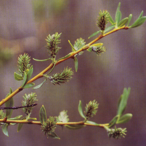 Lemmon's Willow (Salix Lemmonii) Care Guide: Water, Soil & Propagation ...