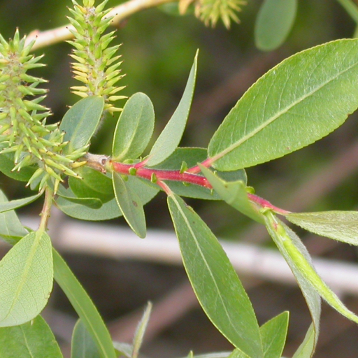 Yellow Willow (Salix Lutea) Plant Care & How to Grow, Water