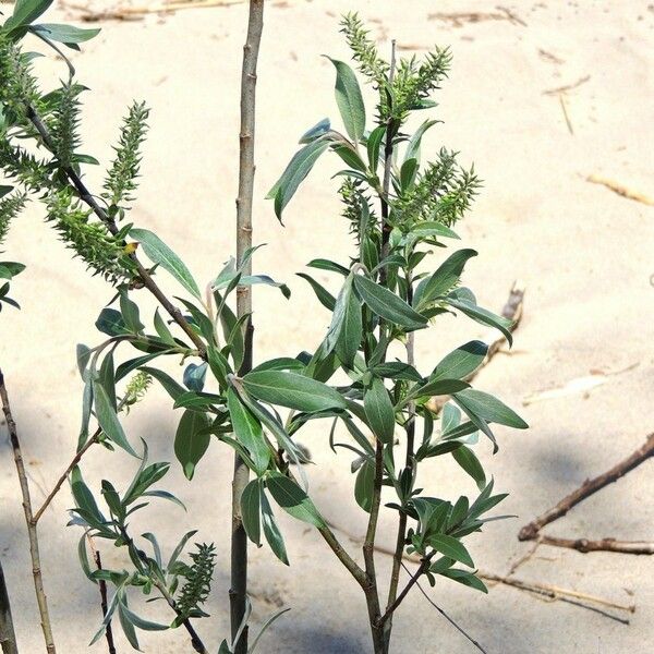 Bayberry Willow (Salix Myricoides) Plant Care & How to Grow, Water