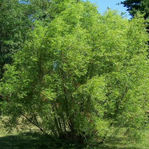 Swamp Willow (Salix Nigra) Plant Care & How to Grow, Water
