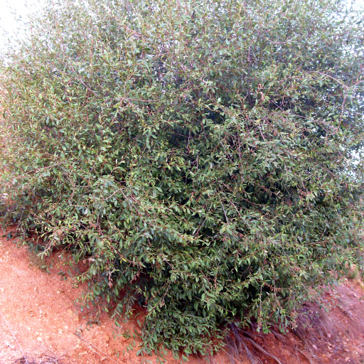 Mediterranean Willow (Salix Pedicellata) Plant Care & How to Grow, Water