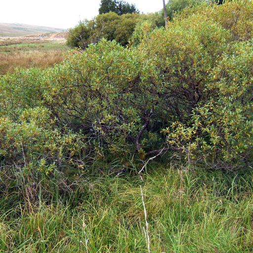 Bay Willow (Salix Pentandra) Plant Care & How to Grow, Water