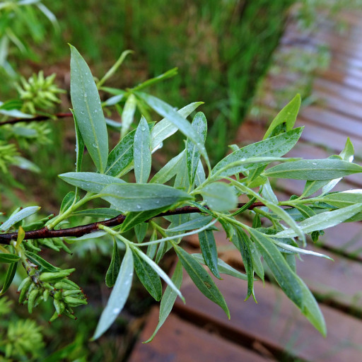 Salix Petiolaris Plant Care & How to Grow, Water