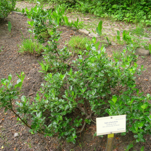 Tea-Leaf Willow (Salix Phylicifolia) Plant Care & How to Grow, Water