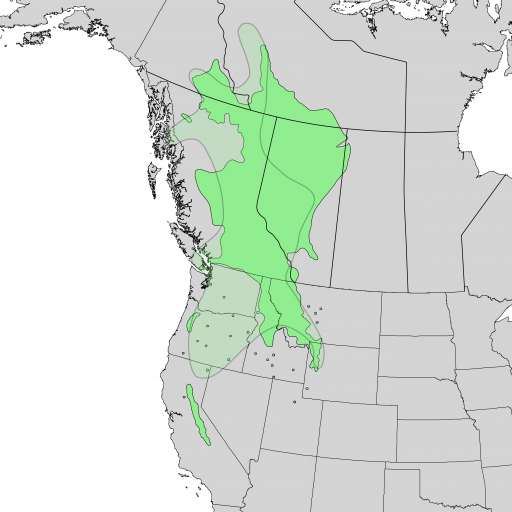 MacKenzie's Willow Plant Care & How to Grow, Water