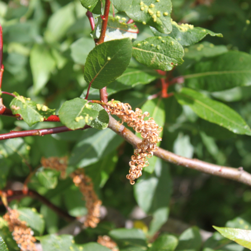 Toothbrush Tree (Salvadora Persica) Plant Care & How to Grow, Water