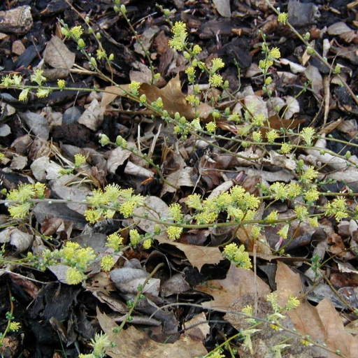 Creeping Willow (Salix Repens) Plant Care & How to Grow, Water