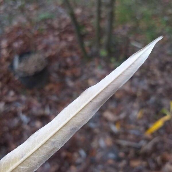 Narrow-Leaf Willow (Salix Schwerinii) Care Guide: Water, Soil ...
