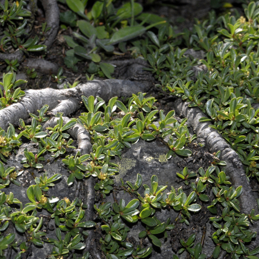 Thyme-Leaved Willow (Salix Serpillifolia) Care Guide: Water, Soil ...