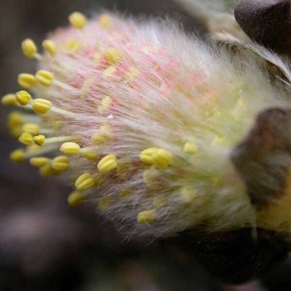 Salix Sikkimensis Plant Care & How to Grow, Water