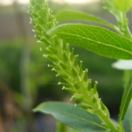 Almond Willow (Salix Triandra) Plant Care & How to Grow, Water