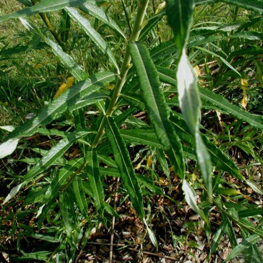 Basket Willow (Salix Viminalis) Plant Care & How to Grow, Water