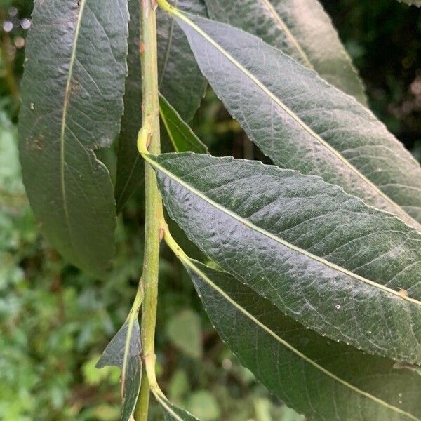 Crack Willow (Salix X Fragilis) Plant Care & How to Grow, Water