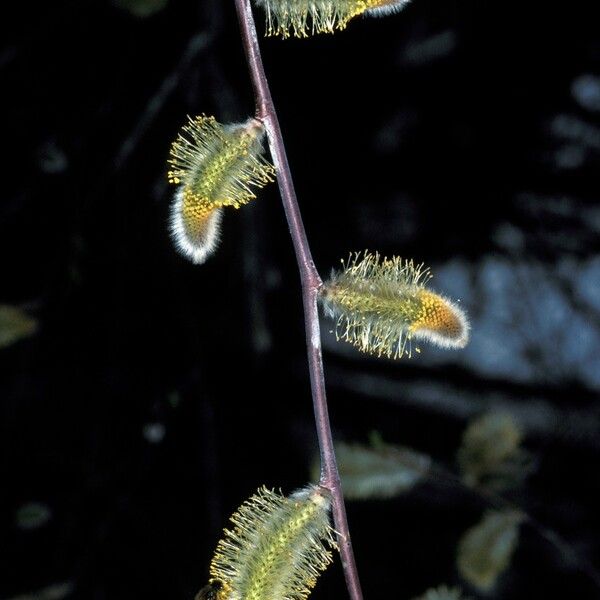 Broad-Leaved Osier (Salix X Smithiana) Plant Care & How to Grow, Water