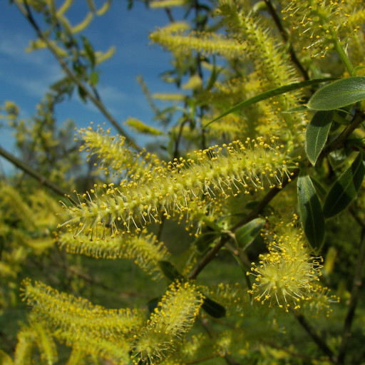Willows (Salix) Care Guide: Water, Soil & Propagation - Plantiary