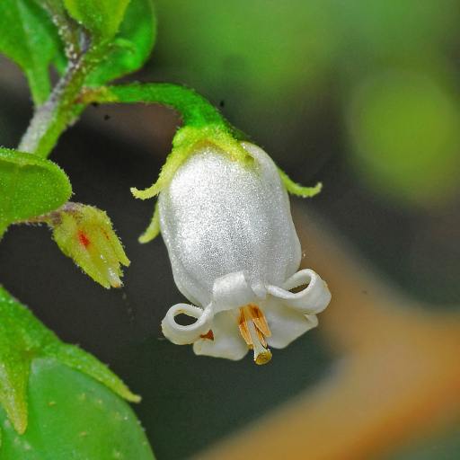 Tatarian Maple (Acer Tataricum) Plant Care & How to Grow, Water