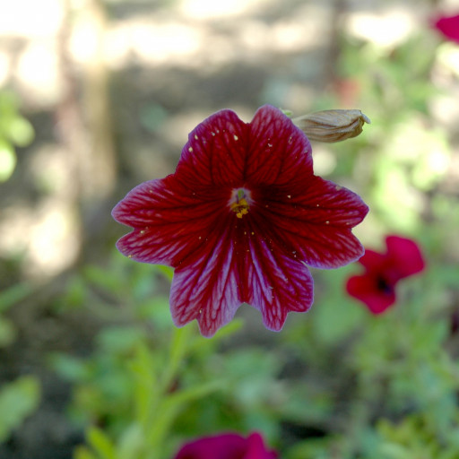 Painted Tongue (Salpiglossis Sinuata) Care Guide: Water, Soil ...