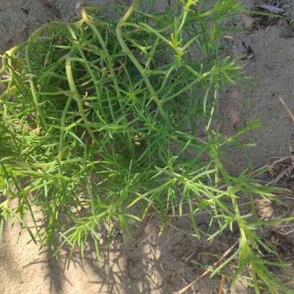 Saltwort (Salsola Kali) Plant Care & How to Grow, Water