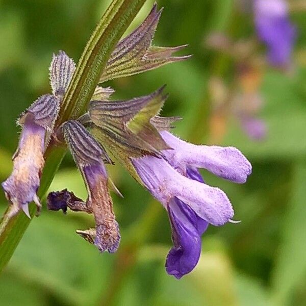 Desert Indigo Sage (Salvia Arizonica) Plant Care & How to Grow, Water