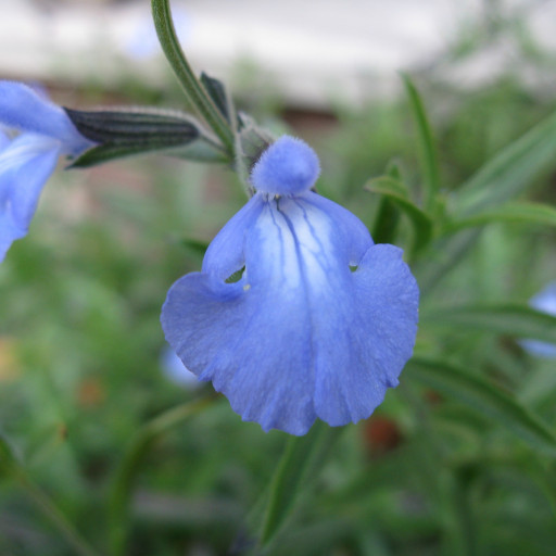 Blue Sage (Salvia Azurea) Plant Care & How to Grow, Water