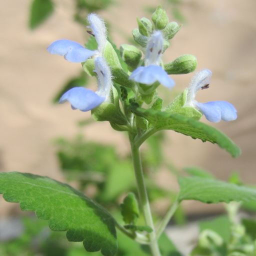 Shrubby Blue Sage (Salvia Ballotiflora) Plant Care & How to Grow, Water