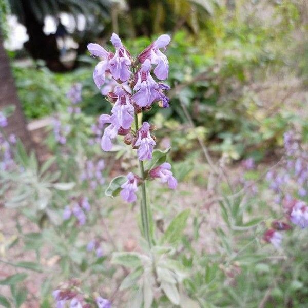 Anatolian Wand Sage (Salvia Cadmica) Plant Care & How to Grow, Water