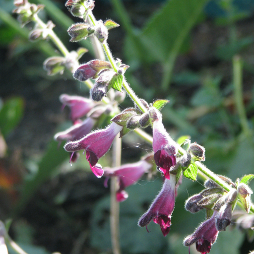 Salvia Castanea Plant Care & How to Grow, Water