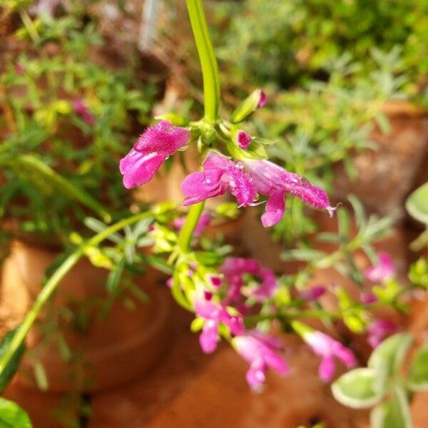 Salvia Chiapensis Plant Care & How to Grow, Water