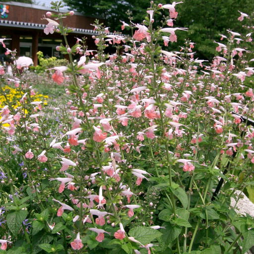 Scarlet Sage (Salvia Coccinea) Plant Care & How to Grow, Water