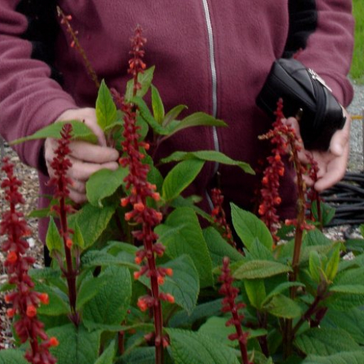 Red Velvet Sage (Salvia Confertiflora) Plant Care & How to Grow, Water
