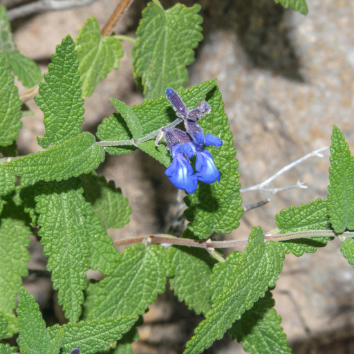 Lucky Punasage (Salvia Cuspidata) Plant Care & How to Grow, Water