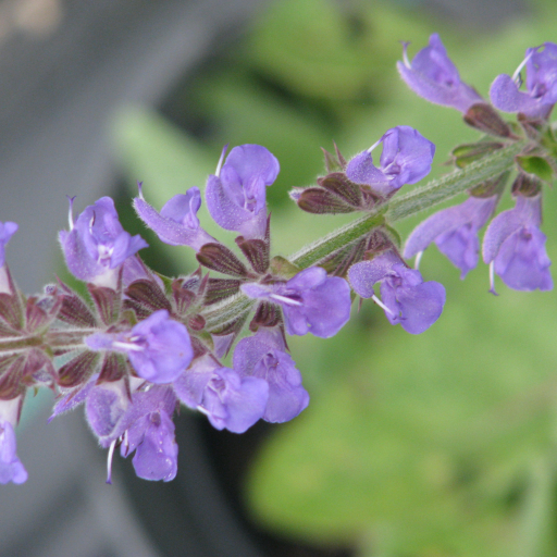 Tartarian Sage (Salvia Deserta) Plant Care & How to Grow, Water
