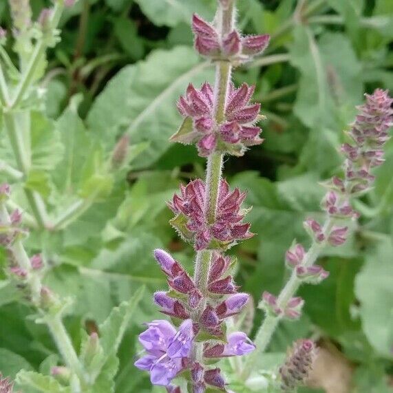 Salvia × Digenea Plant Care & How to Grow, Water