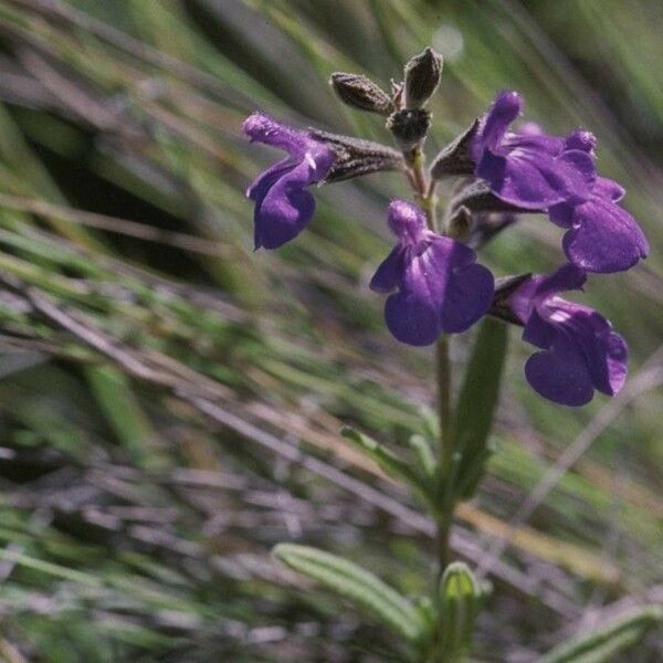Salvia Grisea Plant Care & How to Grow, Water