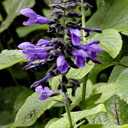 Anise-Scented Sage (Salvia Guaranitica) Plant Care & How to Grow, Water