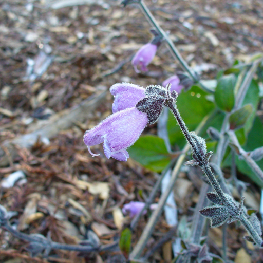 Gaping-Flowered Sage (Salvia Hians) Plant Care & How to Grow, Water