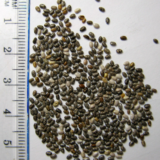 Chia (Salvia Hispanica) Plant Care & How to Grow, Water