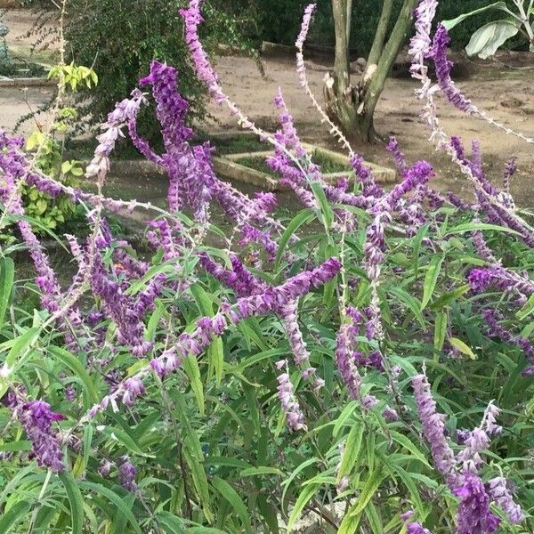Salvia Indigocephala Care Guide: Water, Soil & Propagation - Plantiary